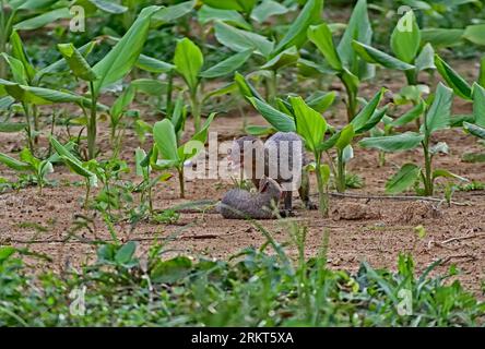 Mongoose Family Playing in the Banana Garden Stock Photo - Alamy