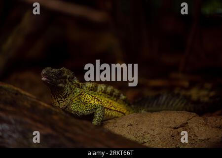 The closeup of head of Hydrosaurus commonly known as the Sailfin ...