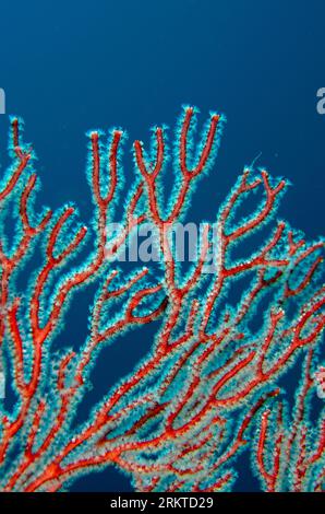 Sea Fan, Melithaea sp, with polyps, Matan Island, near Sorong, Raja ...