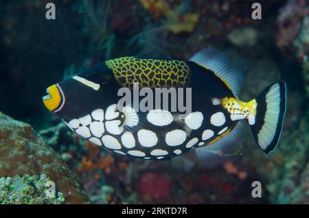 Clown Triggerfish, Balistoides conspicillum, Andiamo dive site, Daram ...