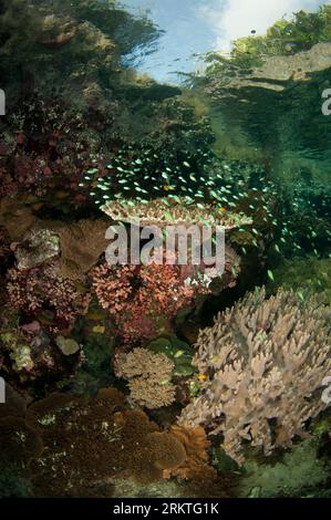 School of Chromis Damselfish, Chromis sp, in Staghorn Coral, Acropora ...