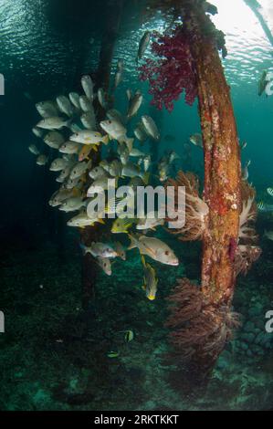 Onespot Snapper, Lutjanus monostigma, with Oriental Sweetlips ...