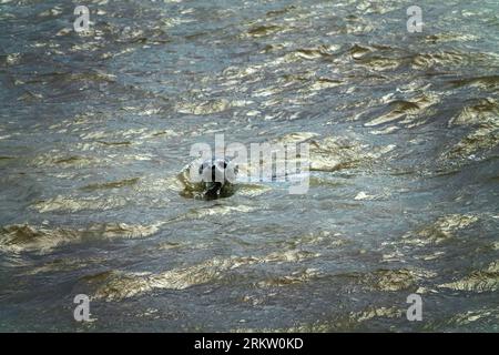 Insular seal (Phoca vitulina kurilensis) rare subspecies in the Sea of ...