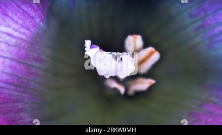 Dying nature. Fructifying herbs. Late autumn. Macro fruits, seeds and ...