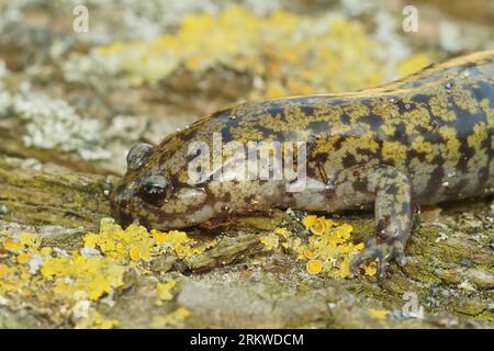 Closeup on the rare Japanese Hondo streamside salamander, Hynobius ...