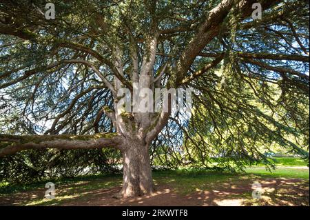 Magnificent Old Lebanon Cedar, Celles sur Belle, Deux Sevres, France ...