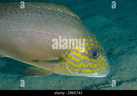 Painted Sweetlips, Diagramma pictum, Jemeluk Bay Gallery dive site ...
