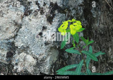 Rare Himalayan flower Pedicularis Hoffmeisteri with other himalayan ...