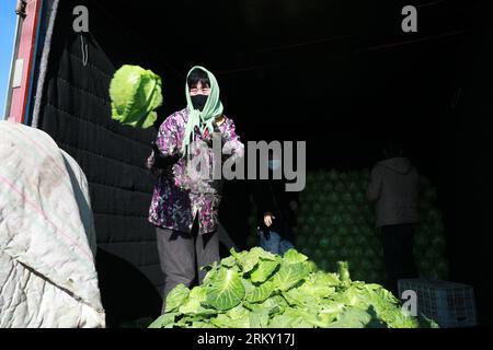 Preparing chinese cabbage for transportation Stock Photo - Alamy