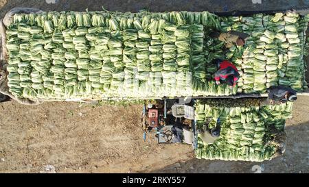 Vegetable farmers load Chinese Cabbage into the car Stock Photo - Alamy