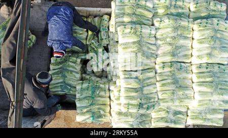Vegetable farmers load Chinese Cabbage into the car Stock Photo - Alamy