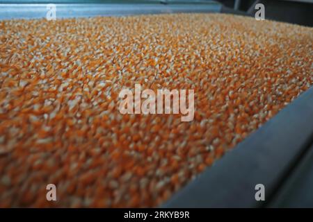 Corn seed screening production line Stock Photo - Alamy