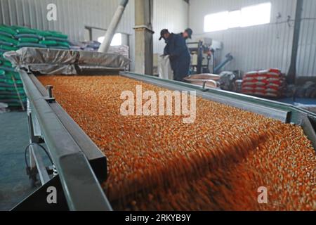 Corn seed screening production line Stock Photo - Alamy