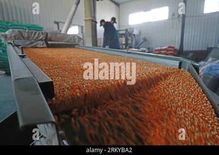 Corn seed screening production line Stock Photo - Alamy