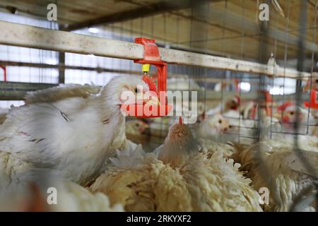 Chickens drinking water in mechanized farms, China Stock Photo - Alamy