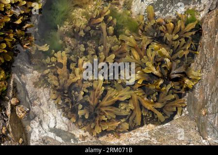 Rockpool with different varieties of seaweed Stock Photo - Alamy
