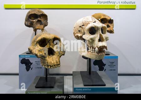 Collection of prehistoric Homininae skull replicas, African hominids ...