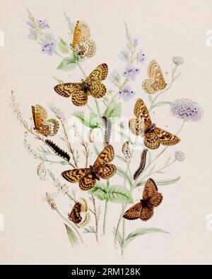 Vintage Butterflies Illustration. An old bookplate depicting exquisite ...