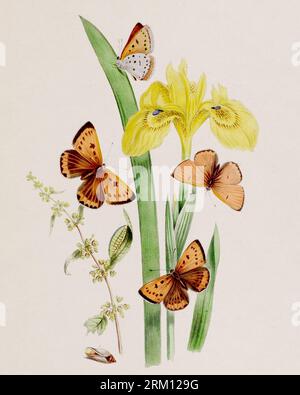Vintage Butterflies Illustration. An old bookplate depicting exquisite ...