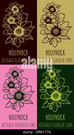 Set of vector drawing of HOLLYHOCK in various colors. Hand drawn ...