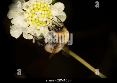 Bombus pascuorum Family Apidae Genus Bombus Common carder bumble bee ...