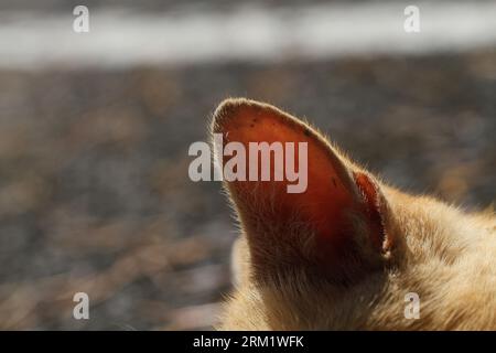 ginger cat outdoors with green plants garden Stock Photo - Alamy