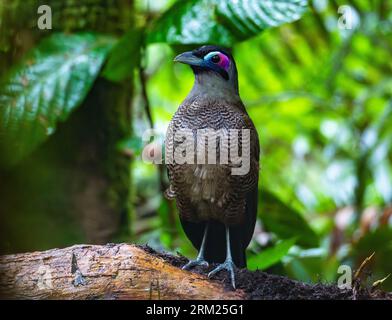 A critically endangered Sumatran Ground-Cuckoo (Carpococcyx viridis ...