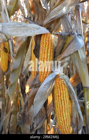 Ear of corn on stalk in cornfield with husk pulled back showing kernels ...