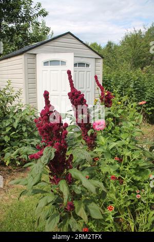 Elephant Head Amaranthus Stock Photo - Alamy