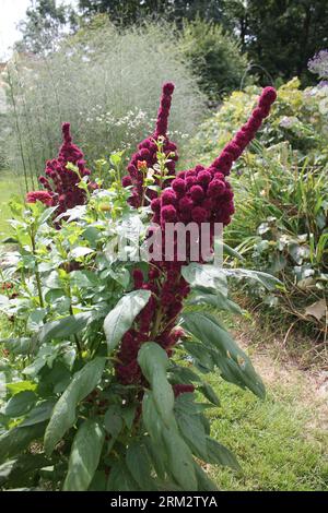 Elephant Head Amaranthus Stock Photo - Alamy