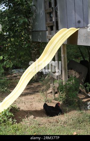Chicken hide and seek or Chicken finds escape from heat Stock Photo - Alamy
