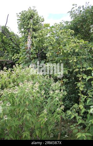 Growing Beer Hops Stock Photo - Alamy
