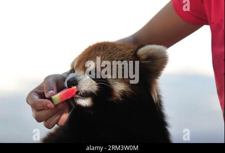 Zookeeper feeds red panda in a snow-covered Zagreb Zoo in Zagreb ...