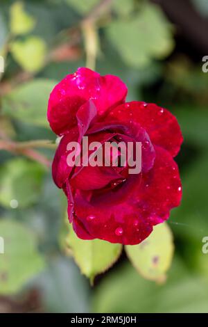 'Munstead Wood' English Rose, Engelsk ros (Rosa Stock Photo - Alamy