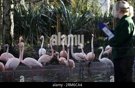 Flamingos in London Zoo Stock Photo - Alamy