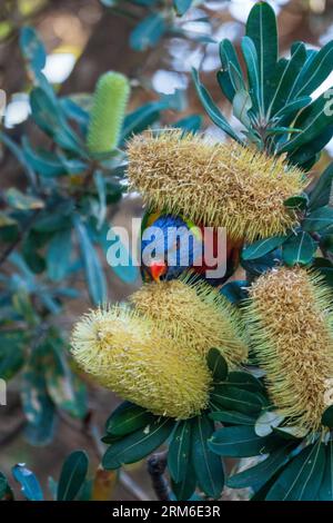 A vertical closeup of a rainbow lorikeet perched on a bird feeder Stock ...