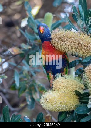 A vertical closeup of a rainbow lorikeet perched on a bird feeder Stock ...