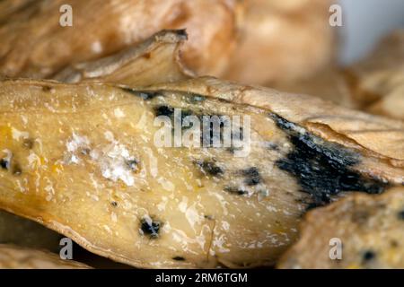 Spoiled and covered with mold sliced ginger, spices spoiled food ...