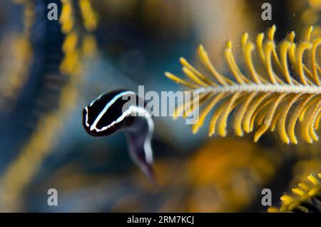 Crinoid Clingfish, Discotrema crinophila, Bali, Indonesia Stock Photo ...