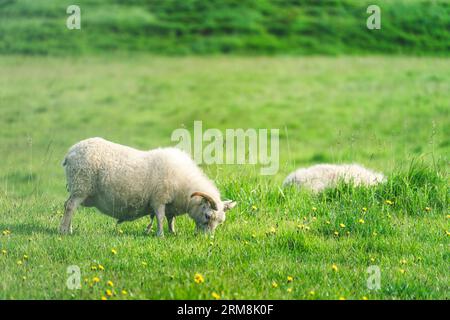 Young woolly sheep with horn grazing grass on meadow in agriculture ...