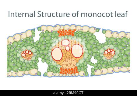 Internal structure of dicot and monocot stem Stock Photo - Alamy