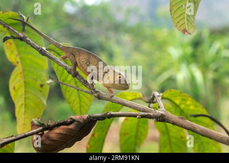 Parson's Chameleon walking in tree Stock Photo - Alamy
