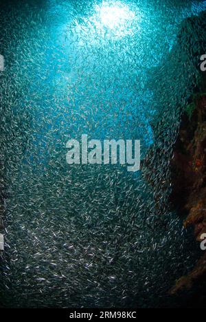 Big school of silverside fish Stock Photo - Alamy