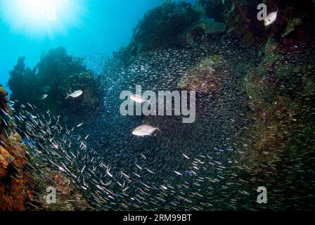 Big school of silverside with bar jack Stock Photo - Alamy