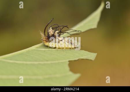 A golden tortoise beetle larva Stock Photo - Alamy