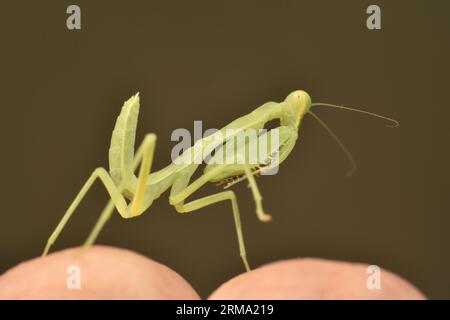 Mantis pose on human finger Stock Photo - Alamy