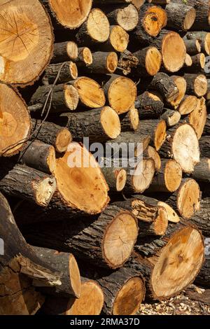 trunks of sweetgum trees cut into pieces and stacked in rows in the ...