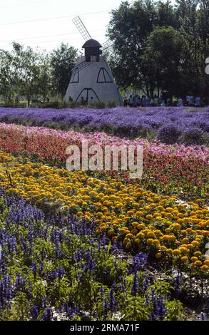 Tourists visit lavender fields in Huoerguosi Village, Huocheng County ...