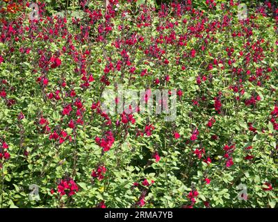 Salvia 'Dyson's Crimson' Stock Photo - Alamy