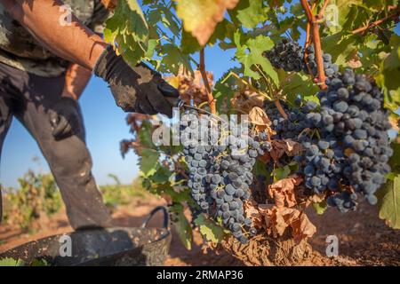 Grape picker working with special curved knife for harvesting and ...